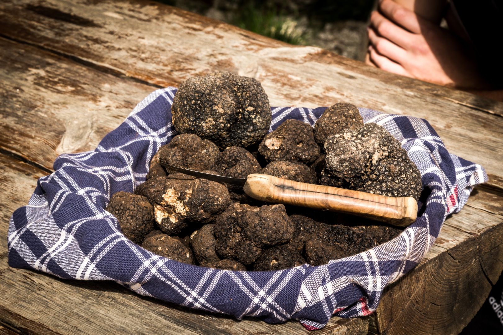 Caccia al tartufo tra i boschi dell’Appennino - Snap Italy